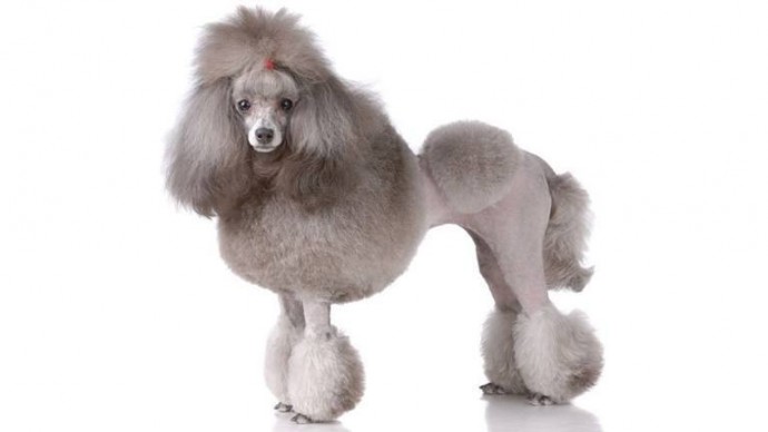 Tout savoir sur le caniche moyen