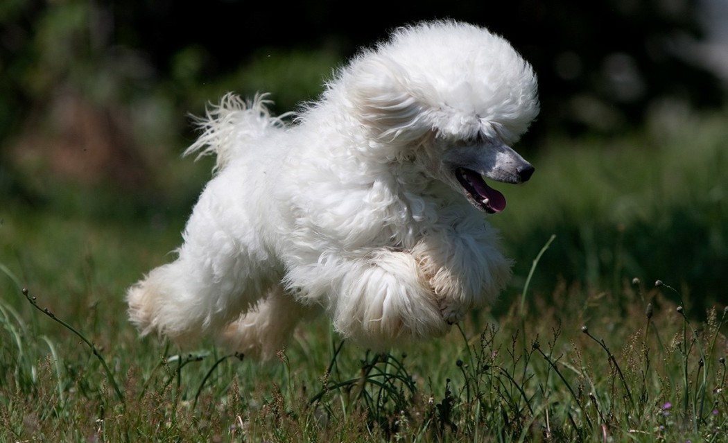 Tout savoir sur le caniche nain
