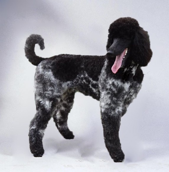 Tout savoir sur le caniche royal